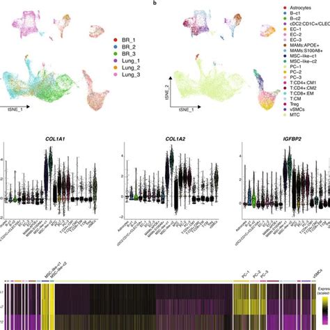 Identification Of Tumor Associated Fibroblasts In External Scrna Seq