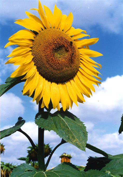 Слънчоглед ДОБРУДЖАНСКИ ЗЕМЕДЕЛСКИ ИНСТИТУТ