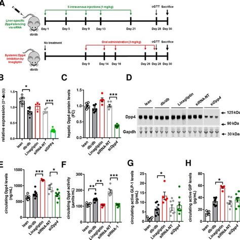 effects of dpp4 silencing on hepatic histology and lipid metabolism in