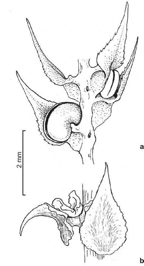 Lycopodium Strobilus Labeled