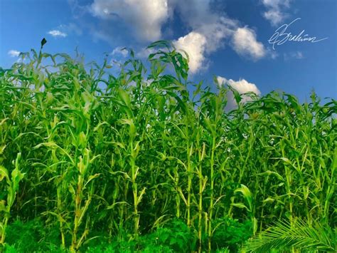 Ebrahim Seid On Linkedin Haramayauniversity Eneregeticpeace