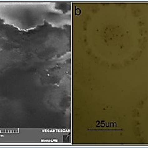 Schematic Of The Single Cell Back Side Designed Porous Silicon Download Scientific Diagram