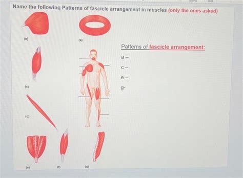 Solved Name The Following Patterns Of Fascicle Arrangement
