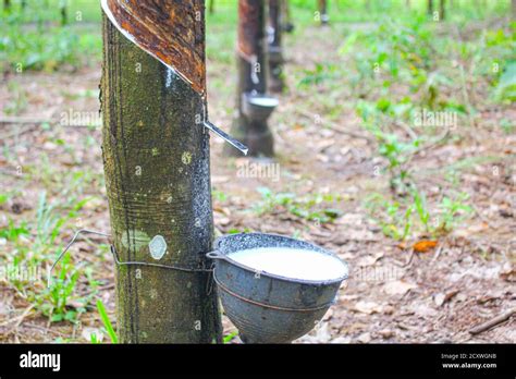 Harvesting Latex From Rubber Trees Hi Res Stock Photography And Images Alamy