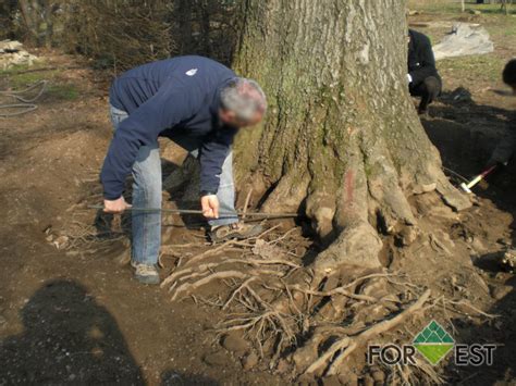 Visual Tree Assessment Cooperativa Forest