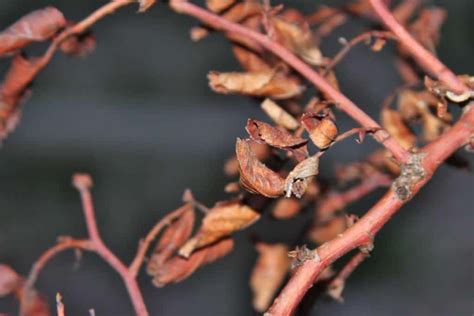 Plants Vulnerable To Transplant Shock