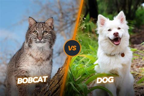 Bobcat Adaptations How These Wild Cats Survive And Thrive