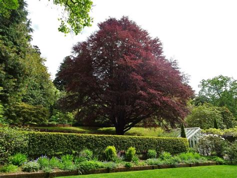 What Is A Copper Beech Tree At Jody Velasco Blog