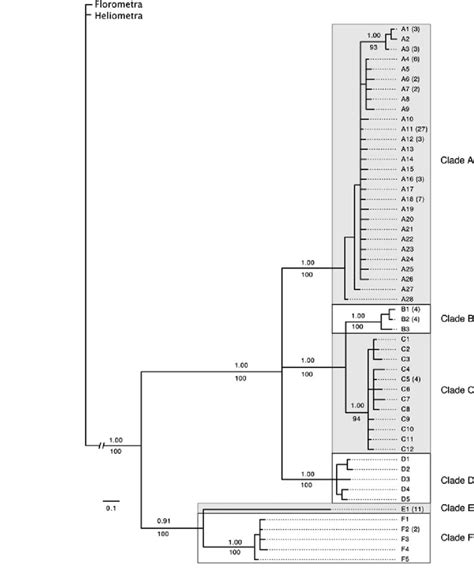 Bayesian Consensus Tree For P Kerguelensis Generated In Mrbayes V312