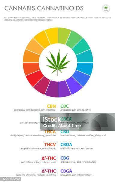 Ganja Cannabinoids Infografis Bisnis Vertikal Ilustrasi Stok Unduh