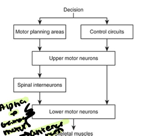 Sensorimotor System Of The Spinal Cord Neuro Exam 3 Flashcards Quizlet