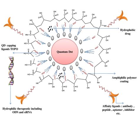 A Multifunctional Quantum Dot Covered With An Amphiphilic Polymer Is Download Scientific