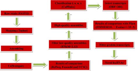 Pipeline For Predicting Novel Lncrnas Raw Reads Are First Mapped Onto
