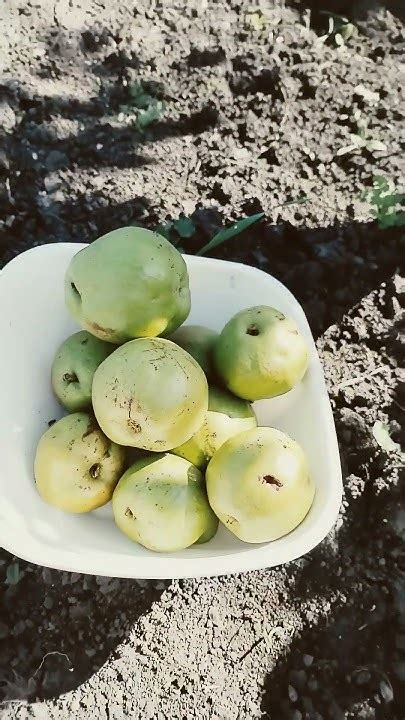 Уральская груша #осень2023 #лето2023 #многодетнаясемья #урожай2023 # ...
