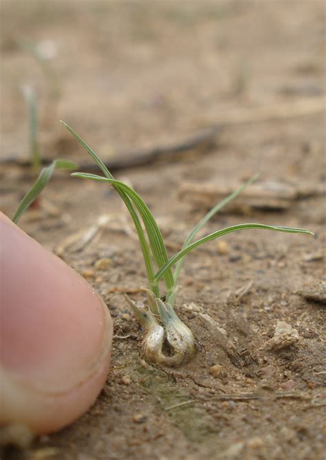Buffalograss Native American Seed