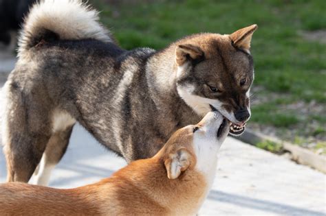 Standard Du Shikoku Et Son Caractère Sakura Kensha Elevage De Shiba Inu