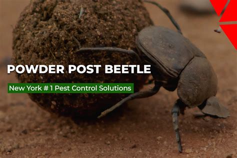 Preserve Your Homes Beauty With Powder Post Beetle Treatment