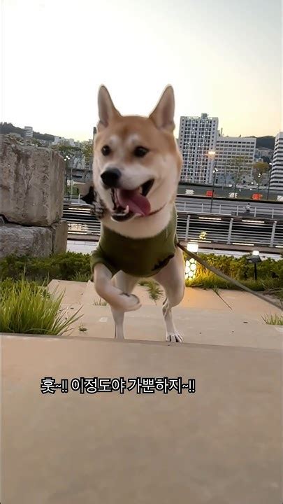 세발 진돗개 나가신다😆 오월의독도 오독형제 Shorts Youtube