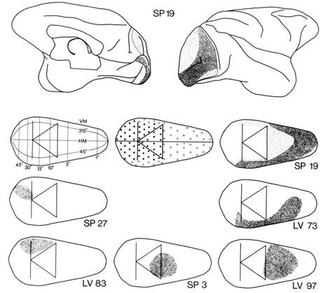 Schematic Representation Of The Distribution Of Label Within Striate Download Scientific
