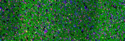 Guide To Validation And Troubleshooting In Ihc