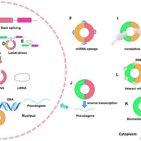 pdf circrna—protein interactions in muscle development and diseases