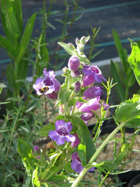 Penstemon Cobaea Cobaea Beardtongue North Carolina Extension Gardener Plant Toolbox