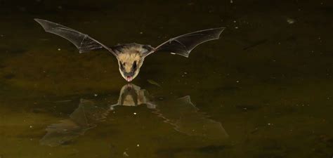 Ai Advances And Robotic Strides In Conservation