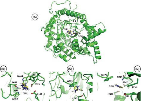 Structural Mapping Of The Docking Solutions For Imidazole Binding In