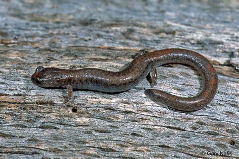 Garden Slender Salamander Poisonous