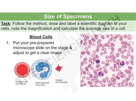 Size Of Specimens Calculating Magnification Measuring Cells Practical Teaching Resources