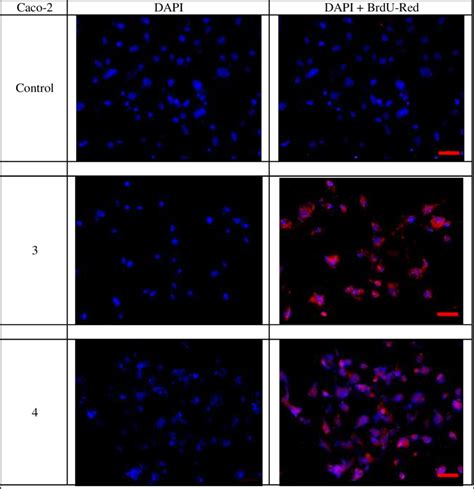 Fig S12 The Dna Fragmentation By Tunel Assay In Caco 2 Cell Line The Download Scientific