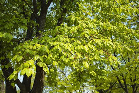 봄 새싹 녹색 나무 유토이미지 상세페이지 베이직샵 사진 21304800