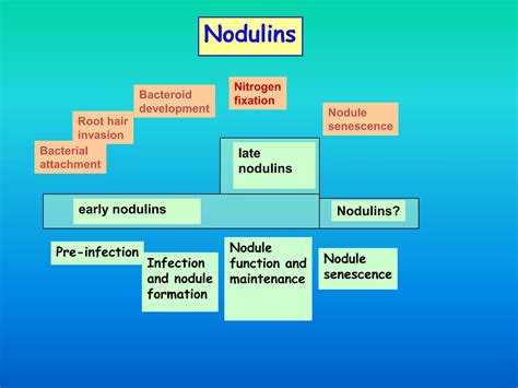 Nodule Formation And Nod Factors Pdf
