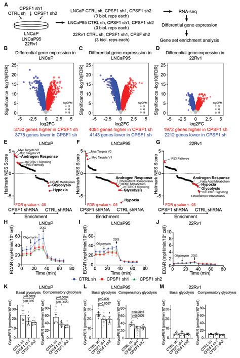 Cpsf1 Inhibition Promotes Widespread Use Of Intergenic Polyadenylation