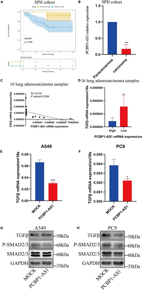 Identification Of Key Immune Cells Infiltrated In Lung Adenocarcinoma Microenvironment And Their