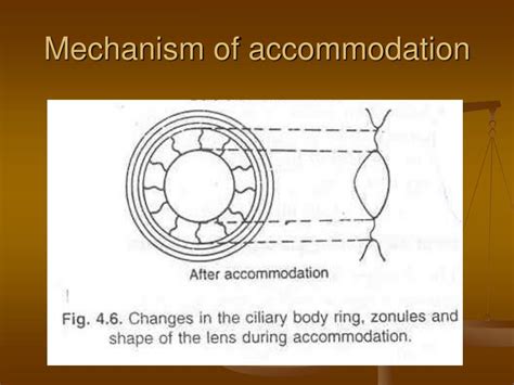 Ppt Accommodation Powerpoint Presentation Free Download Id6106053