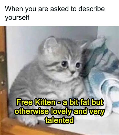 This Popular Instagram Account Shares Funny Cat Memes And Here Are 50