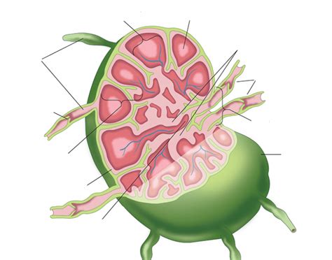 Illustration Of The Structure Of A Lymph Node — Printable Worksheet