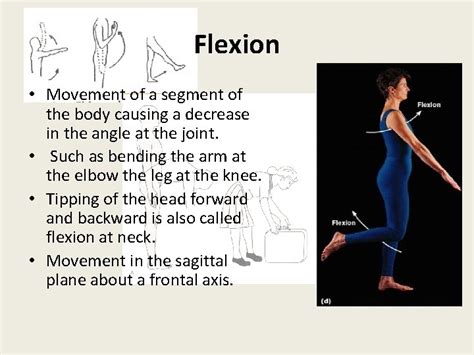 Movements Of Joints Introduction While Describing Movements Of