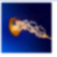 Membuat Efek Blur Pada Gambar Dengan CSS3 Filter Kursus Website Terbaik