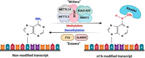 figure 2 from a new understanding of long non coding rna in