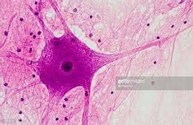 Nervous System Diagram Quizlet