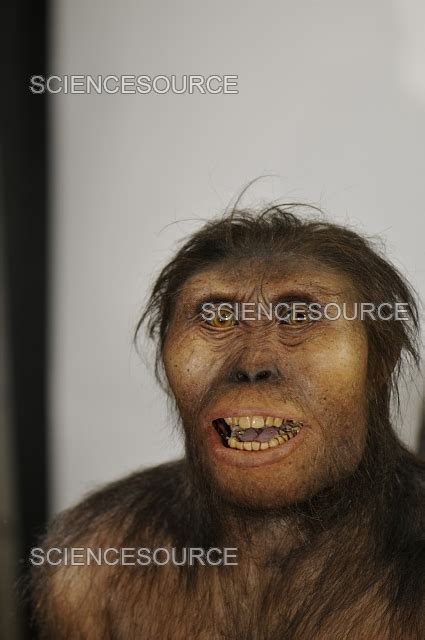 Australopithecus Afarensis Stock Image Science Source Images