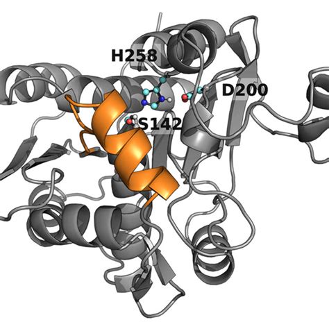 Alphafold 3d Model Structure Of Wp 075743487 1 Top And Download