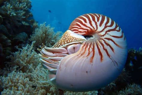 Wonders Of Plankton Tiny Organisms Huge Impact Nature Roamer