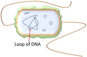 Loop Of DNA Key Stage Wiki