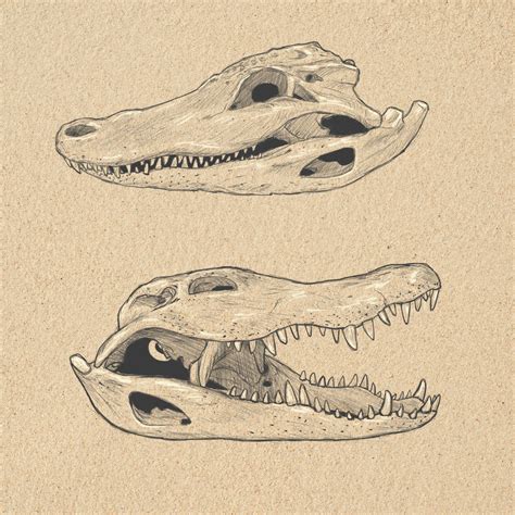 Alligator Skull By Sobertist On Deviantart