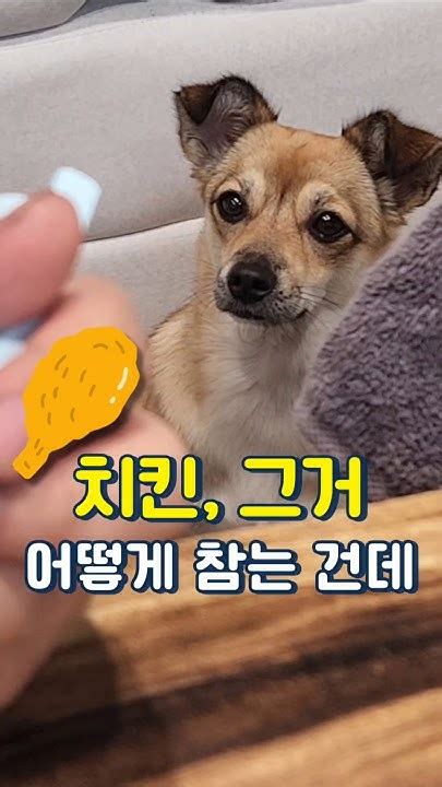 강아지도 치킨 먹을 줄 안다고🍗 Youtube
