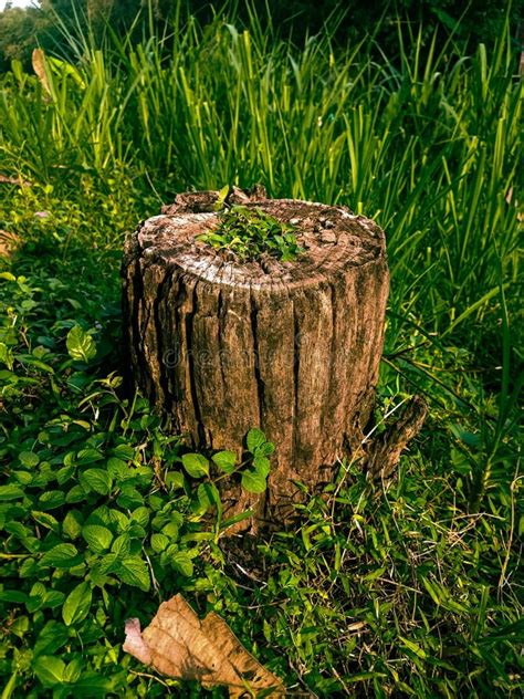 The Remains Of A Large Tree That Was Cut Down Are Overgrown With Small Trees Around It Stock