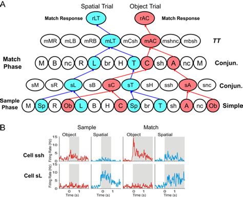 Hierarchical Encoding Of Spatial And Object Trials A Diagram Depicts Download Scientific